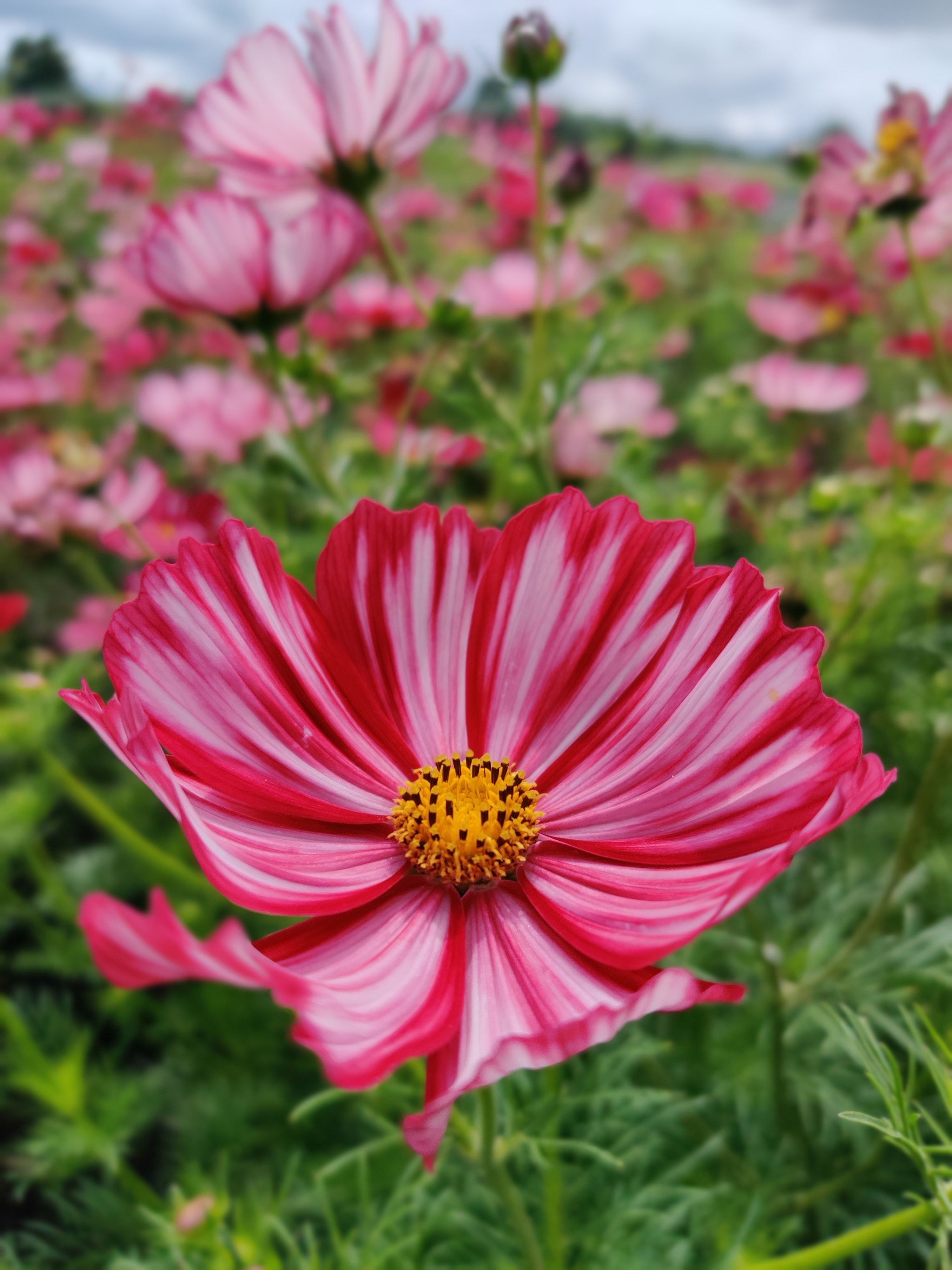 Cosmos Cosimo Red-White
