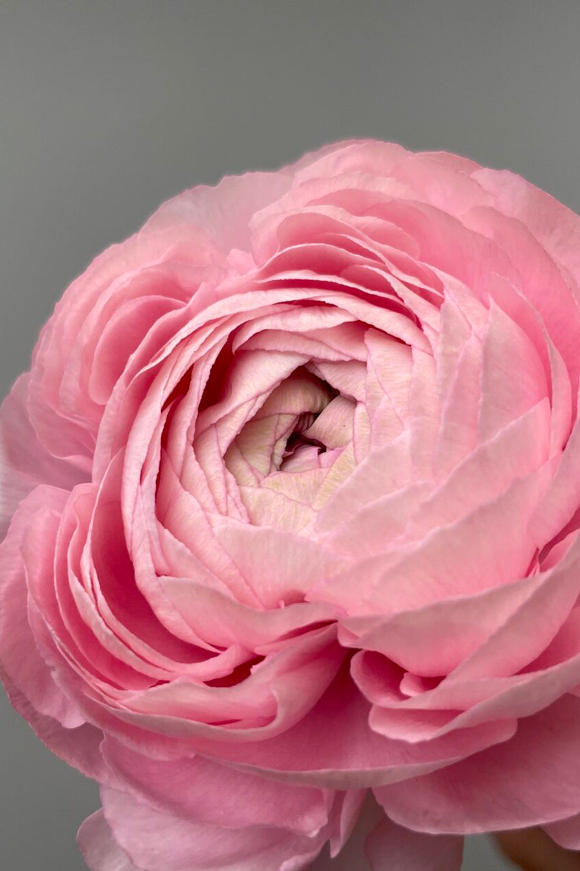 Ranunculus Rosa Chiaro