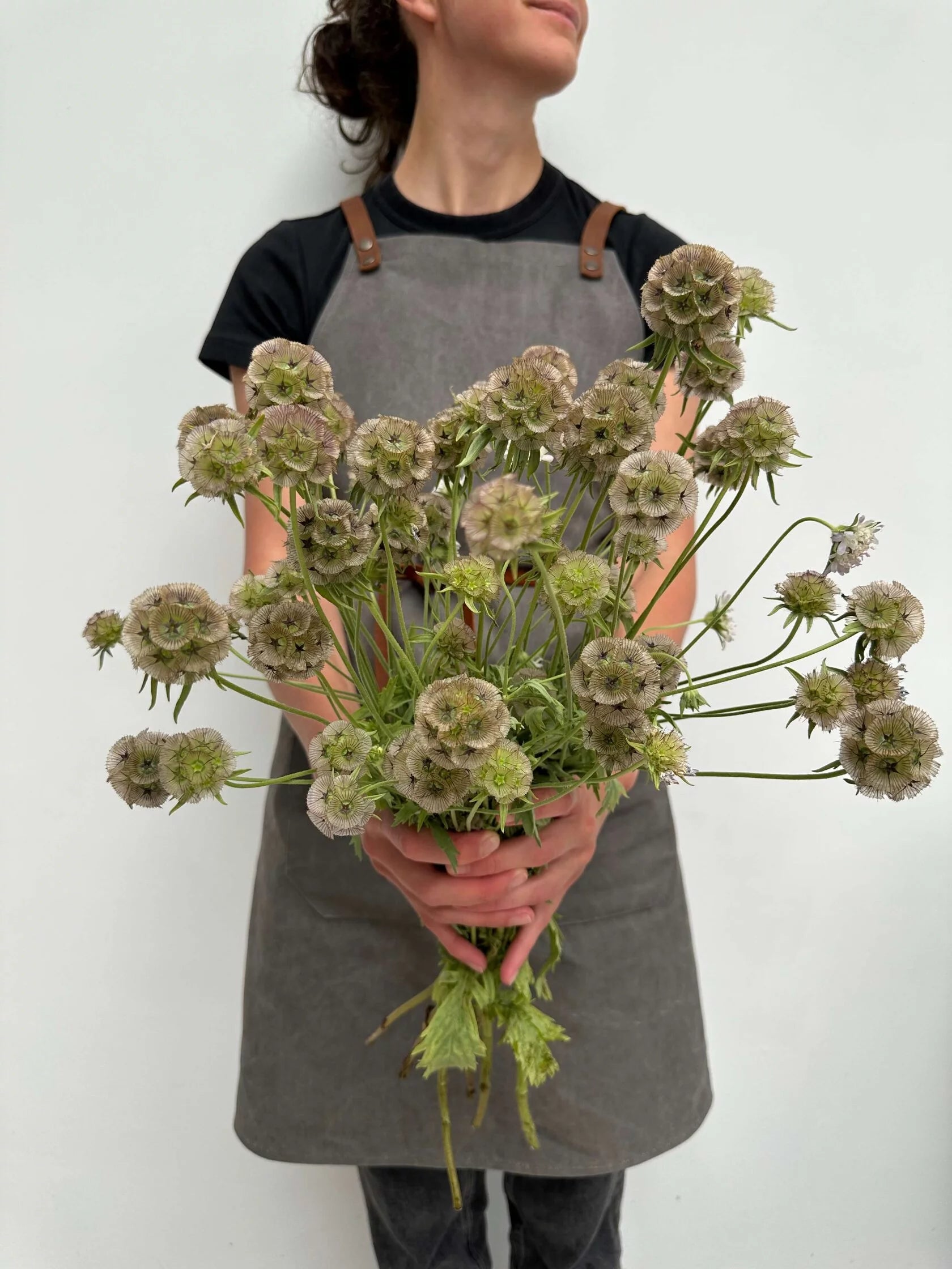 Scabiosa Stellata Satellite