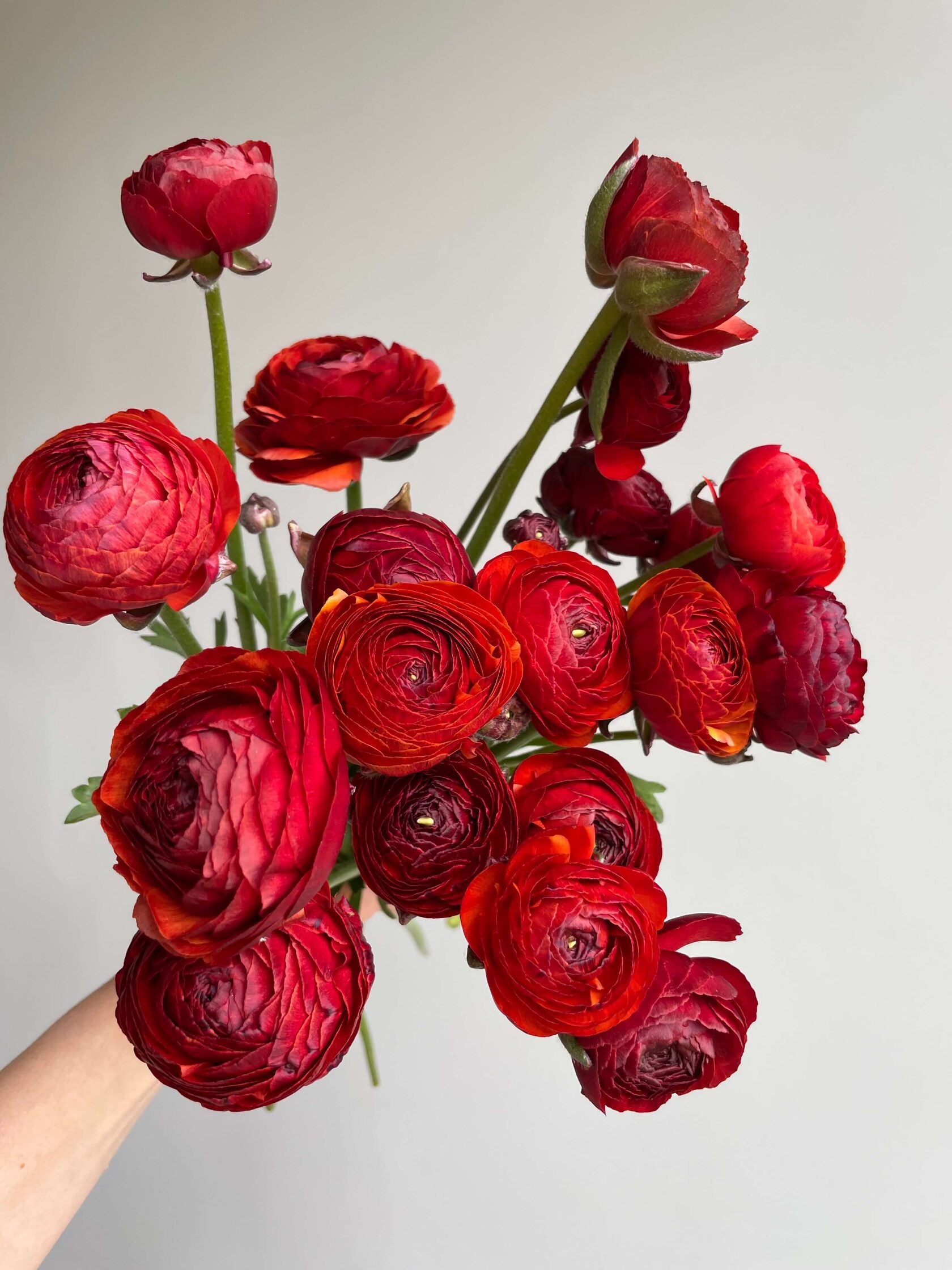 Ranunculus Cioccolato