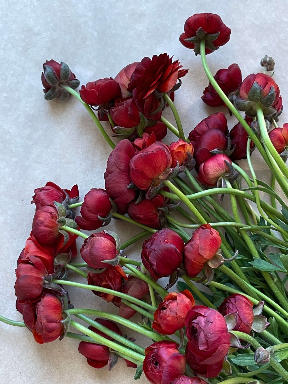 Ranunculus Cioccolato