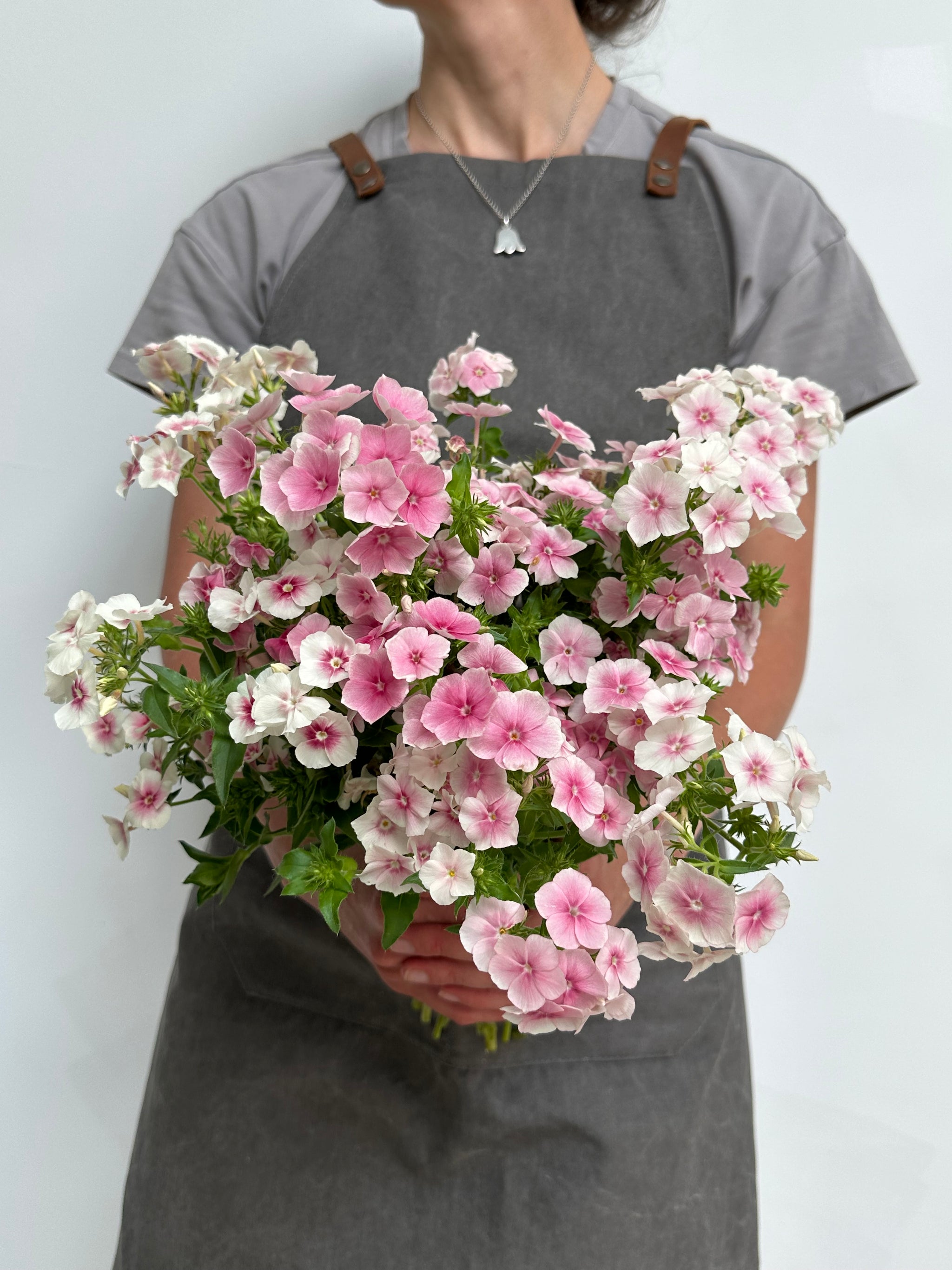 Phlox Blushing Bride