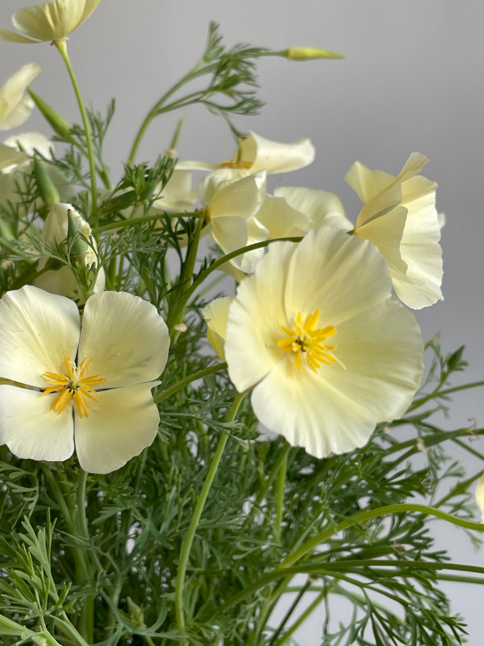 California Poppy Ivory Castle (Eschscholzia)