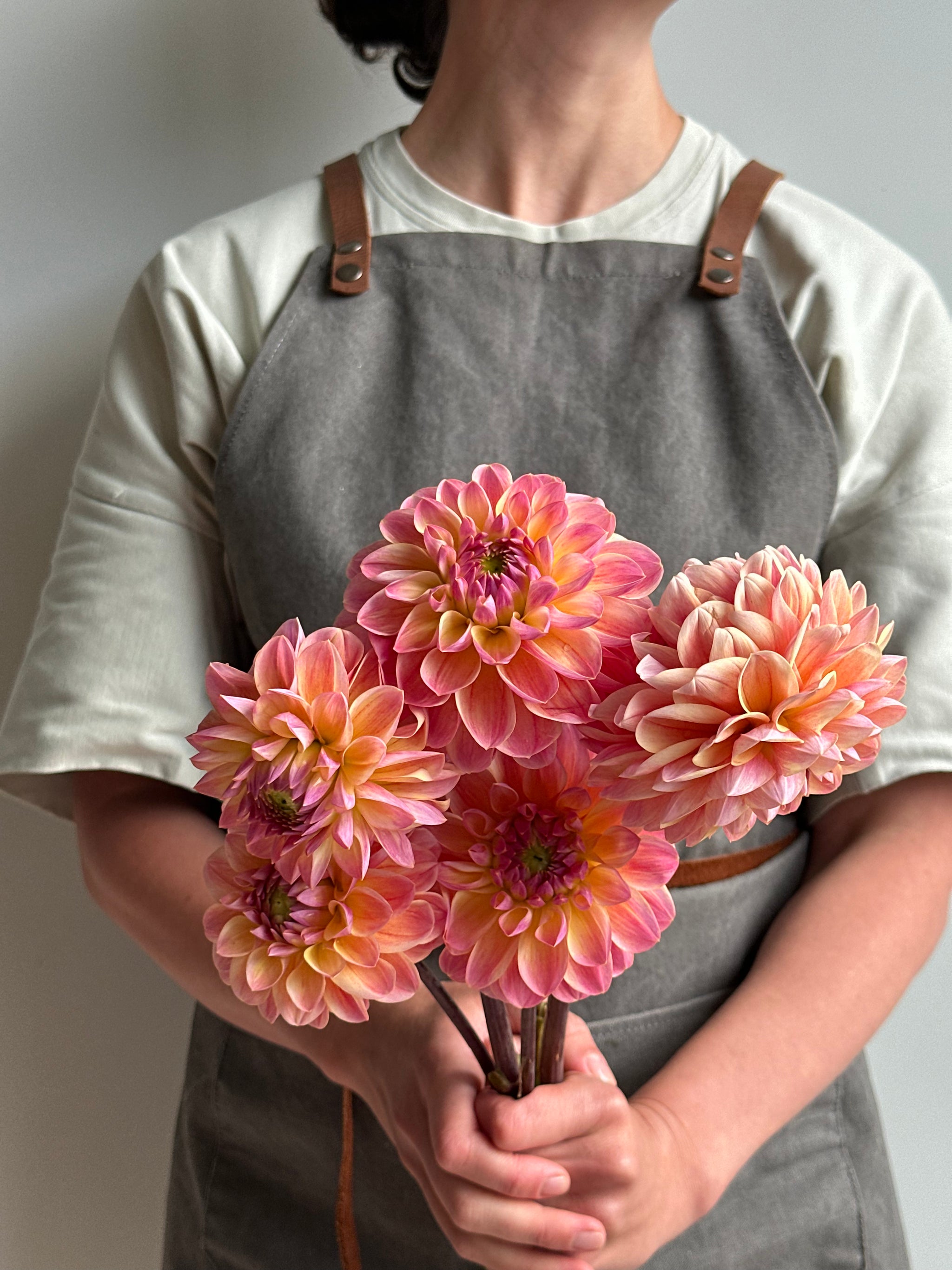 Dahlia Hapet Pastel