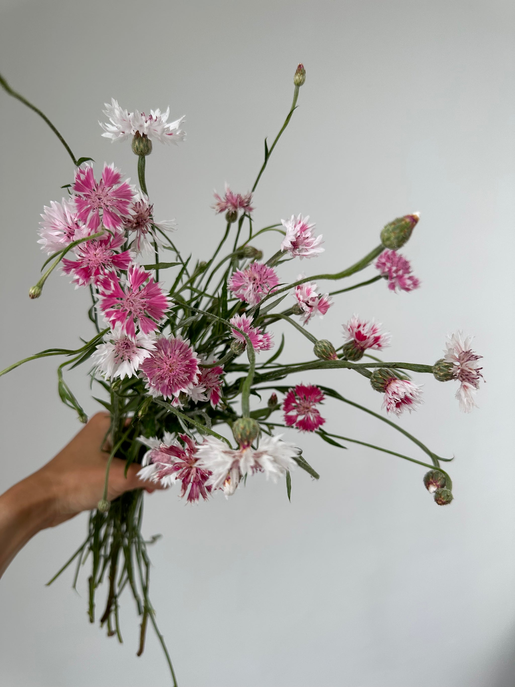Centaurea Classic Romantic