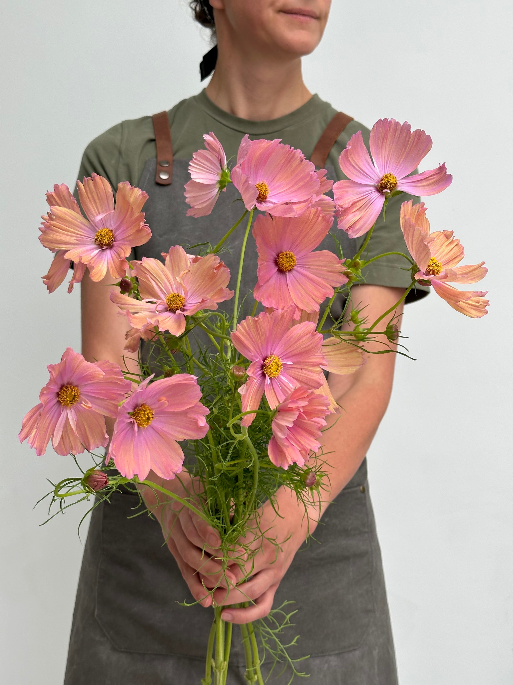 Cosmos Apricotta