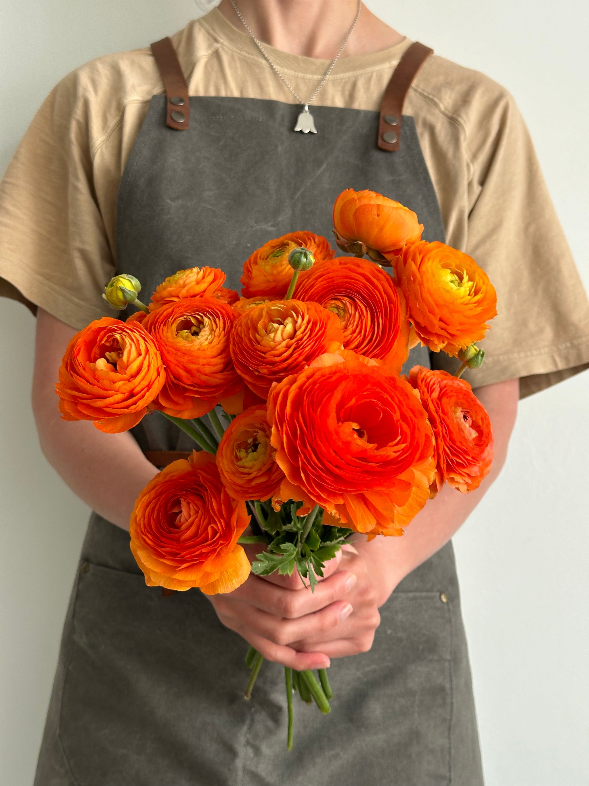 Ranunculus Clementine