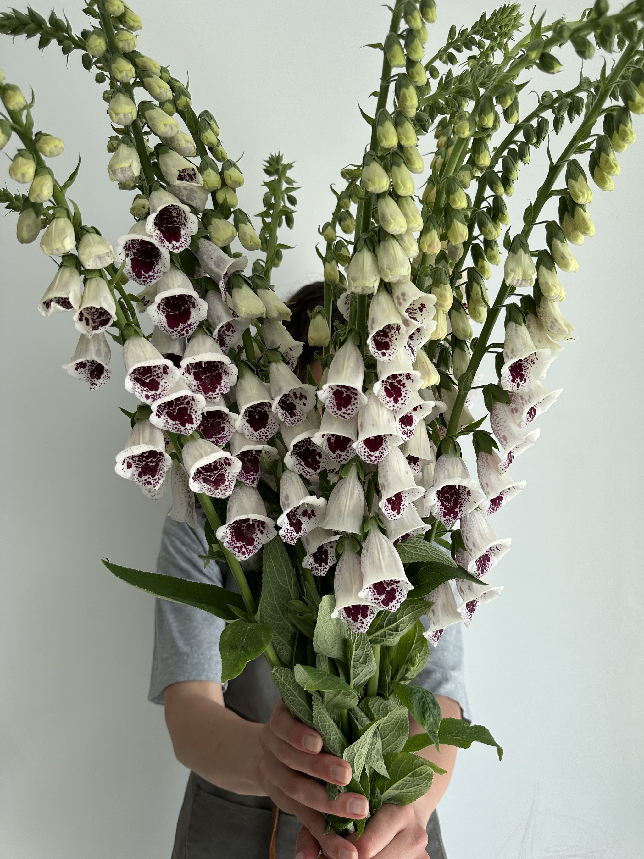 Digitalis Purpurea Pam's Choice